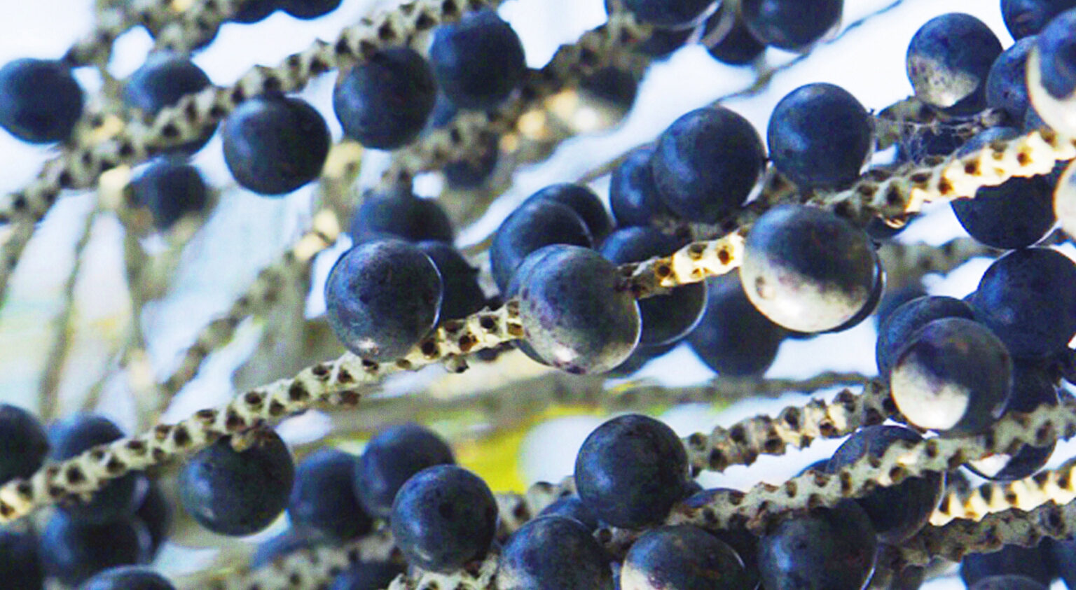 Acai Berry Extract, Brazil Berry Extract Powder 4:1, 10:1 TLC