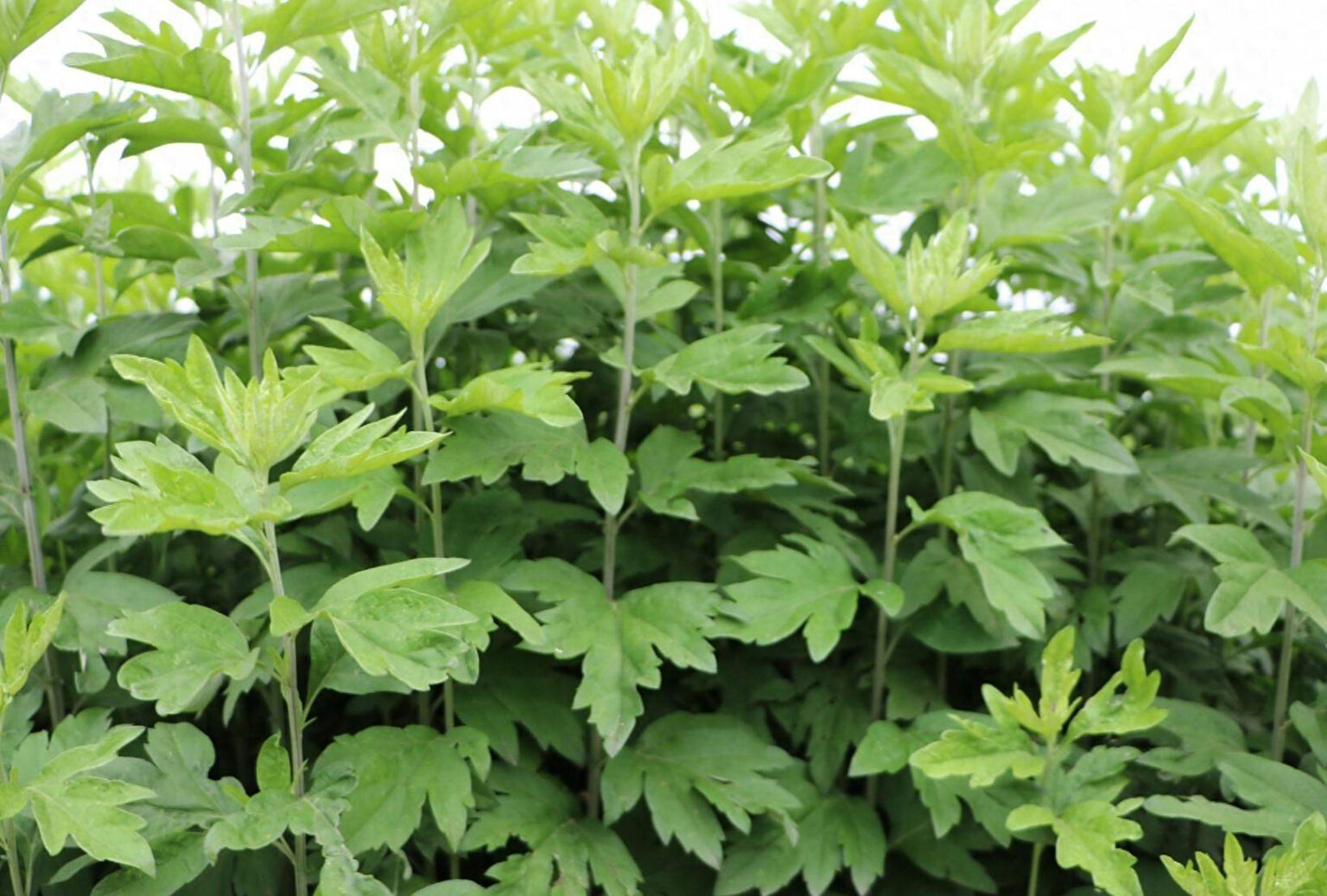 Mugwort Leaf Extract Powder 10:1, 20:1, 50:1 TLC