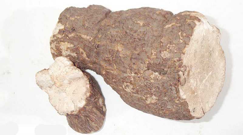 Poria Cocos Extract Powder Polysaccharides 10%, 20%, 30%,50% UV, 10:1 ...