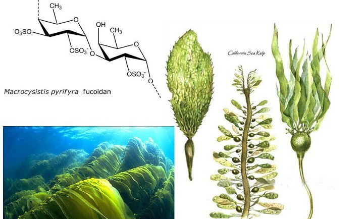 Brown Seaweed Extract, Fucoidan, laminarin, fucoidan sulfate 85% HPLC