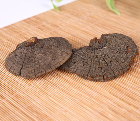 Phellinus Extract Powder Polysacchrides 10-50% UV