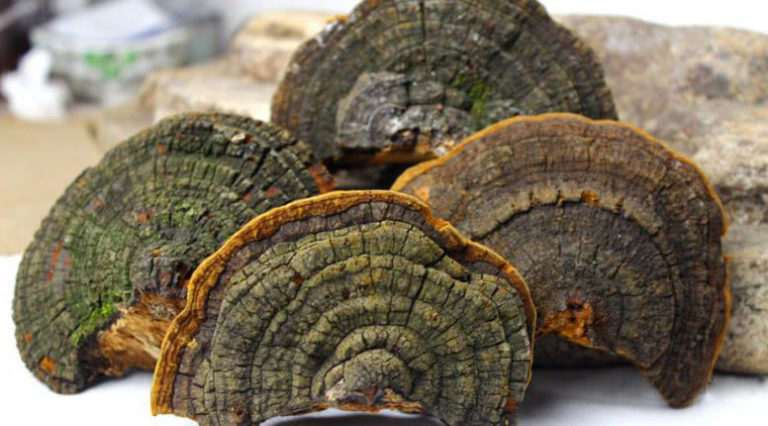 Phellinus Extract Powder Polysacchrides 10-50% UV