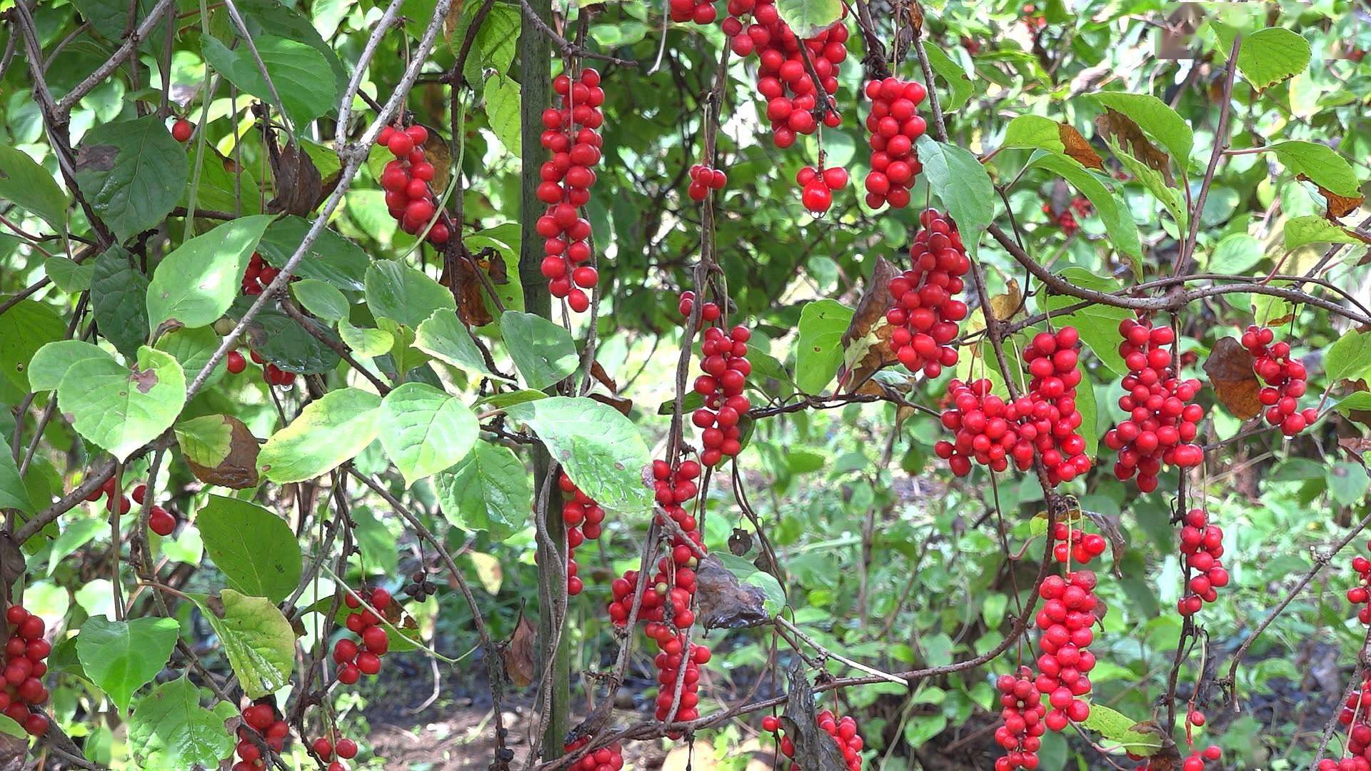 Schisandra Chinensis Extract Powder(Wu Wei Zi) 10:1, 20:1, 50:1 TLC