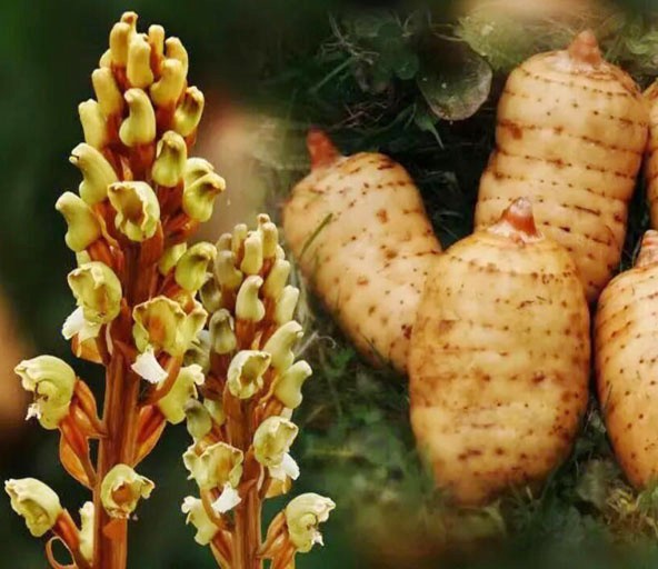 Gastrodia Elata Extract Powder(Tian Ma) 10:1, 20:1, 50:1 TLC