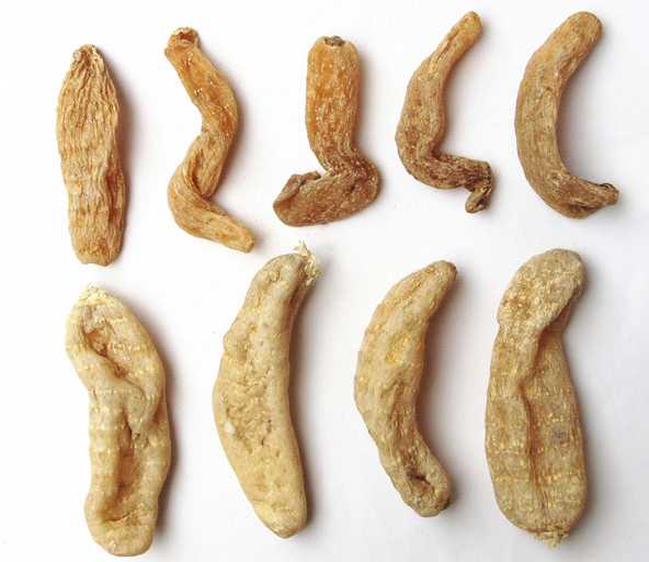 Gastrodia Elata Extract Powder(Tian Ma) 10:1, 20:1, 50:1 TLC