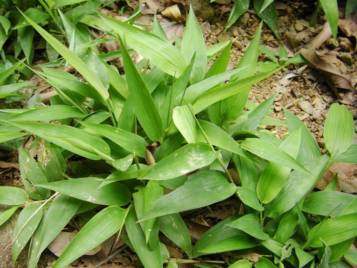 Lophatherum Gracile Extract Powder(Dan Zhu Ye) 10:1, 20:1, 50:1 TLC