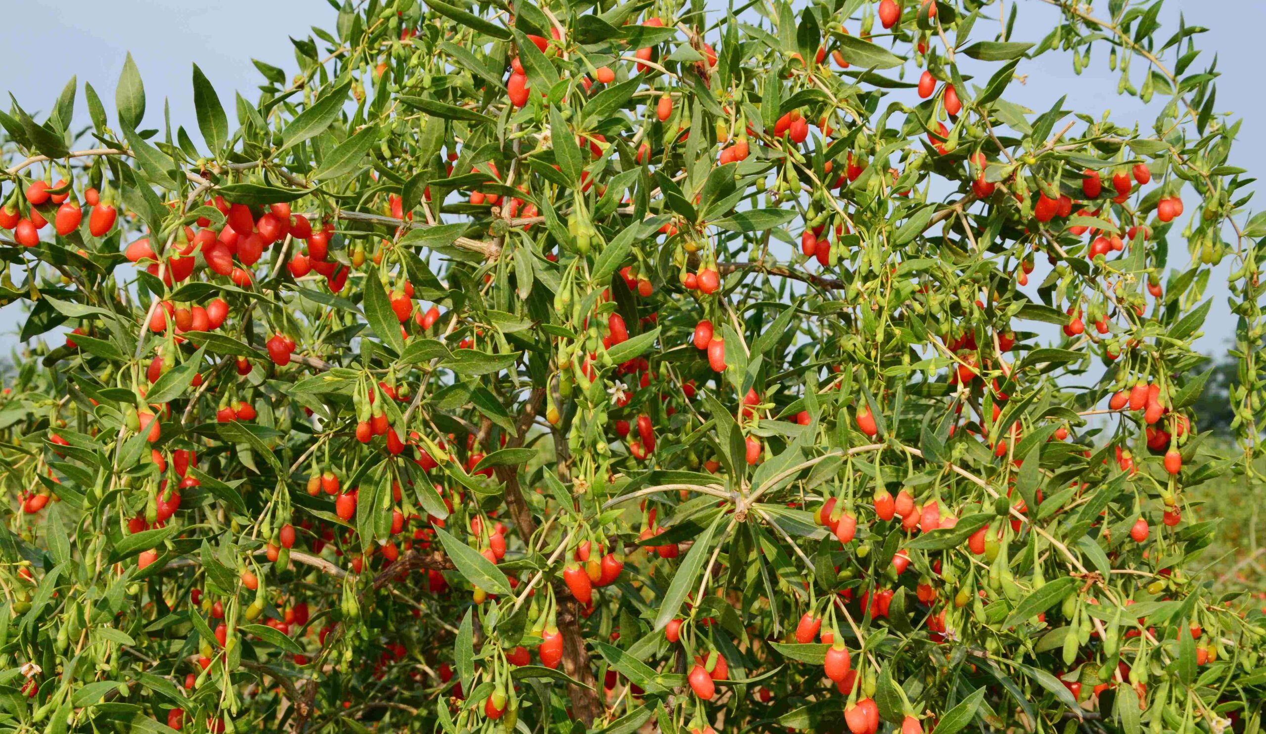 Goji Berry Extract Powder(Gou Qi Zi) 10:1, 20:1, 50:1 TLC